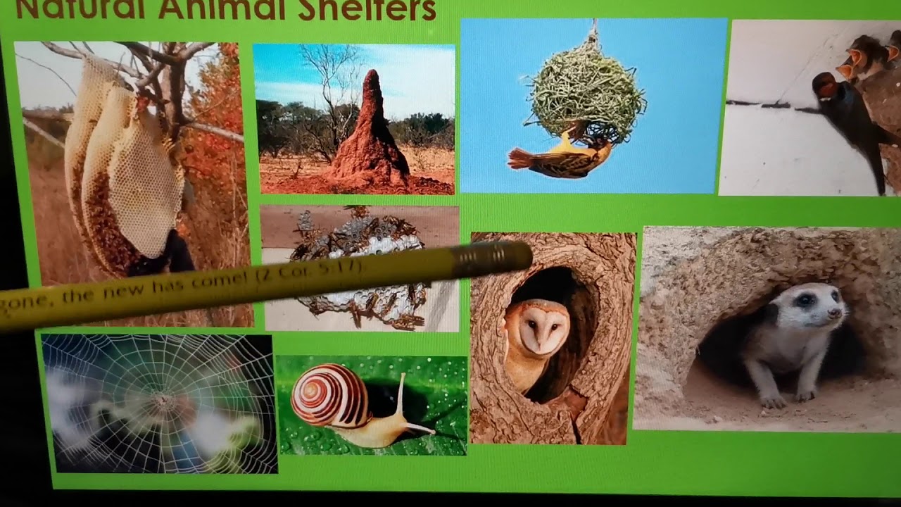 Gr4 NS&T Natural and Human-made animal shelters - YouTube