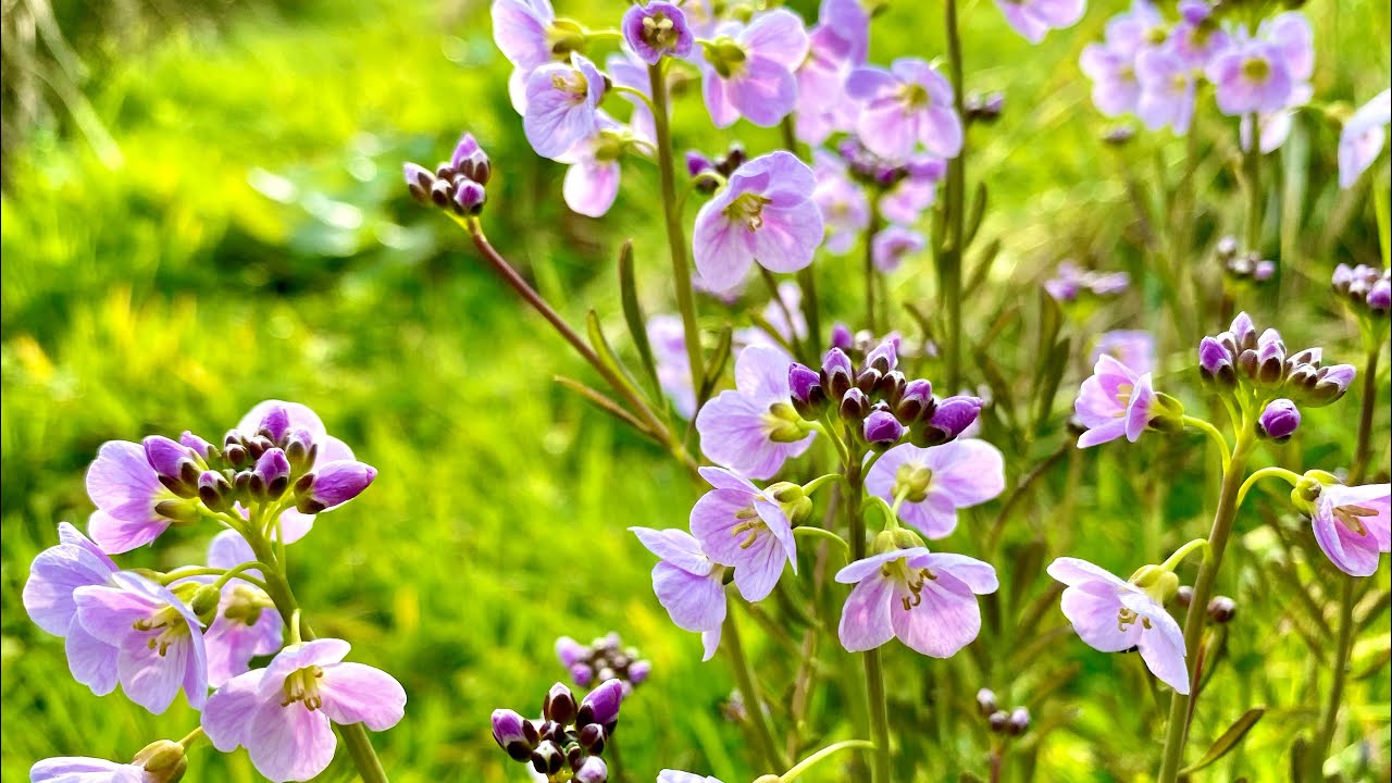 Cuckoo Flower - Why Are They Good for Wildlife? - YouTube