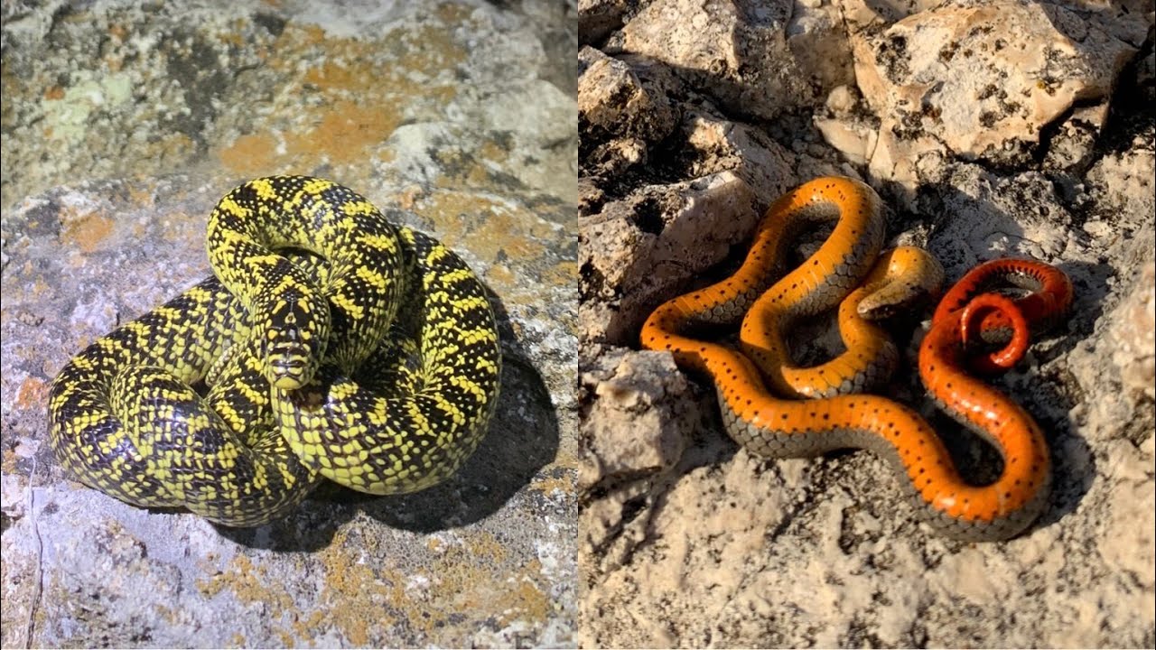 Flipping Rocks for Snakes in SW Kansas! 50+ Snakes! - YouTube