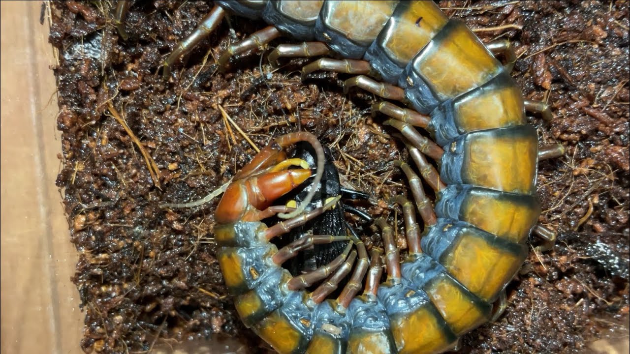 バルバドスオオムカデ (Scolopendra angulata) - YouTube
