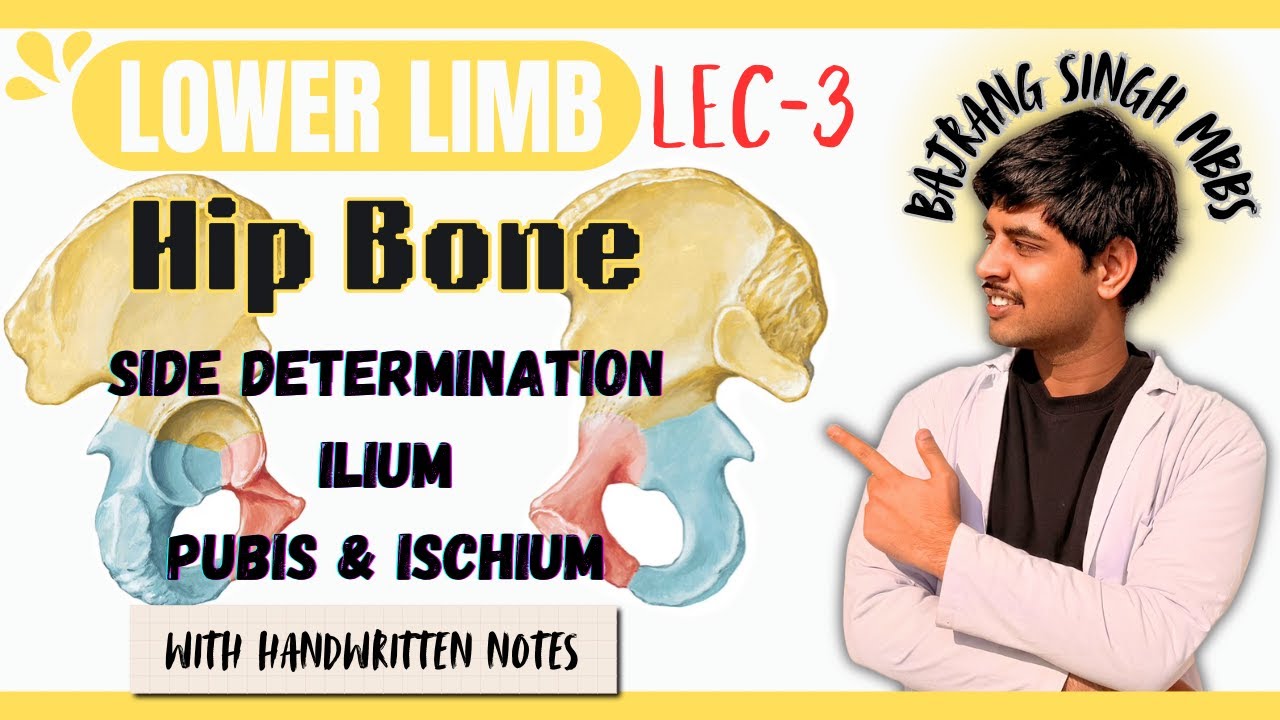Hip bone anatomy ll osteology, side determination ilium ischium pubis ...