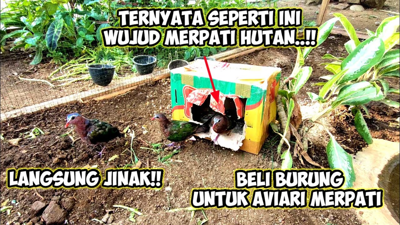 BELI BURUNG MERPATI HUTAN UNTUK ISI AVIARI MERPATI.. TERNYATA SEPERTI ...