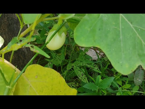 | கத்திரிக்காய் அறுவடை|    7