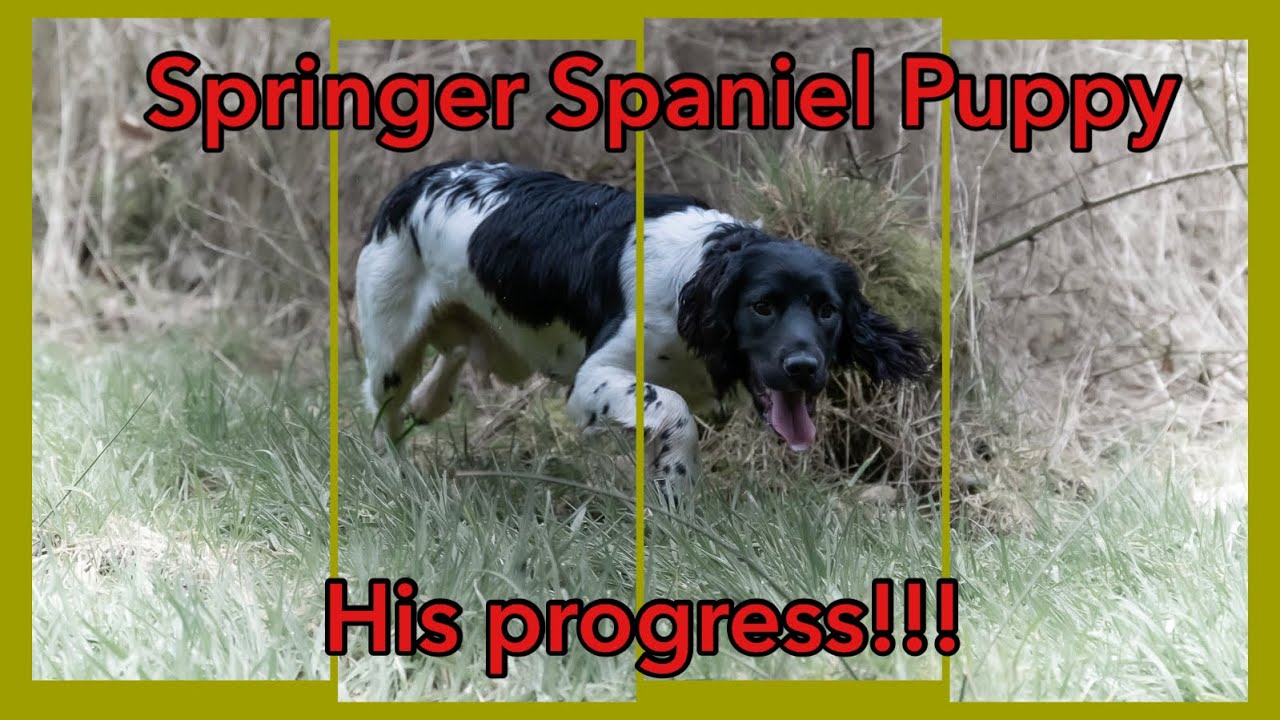 Springer Pups Progress, Gundog Training - YouTube