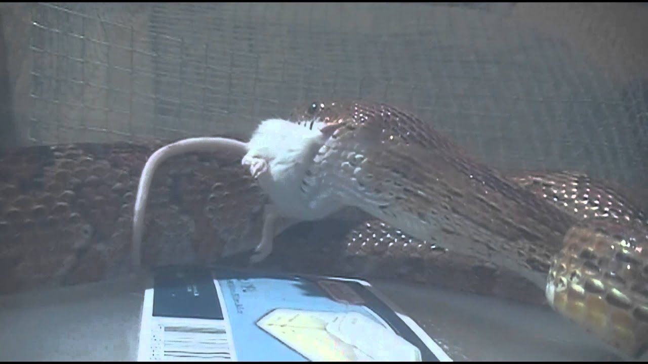 Corn Snake Eats a Rat - YouTube