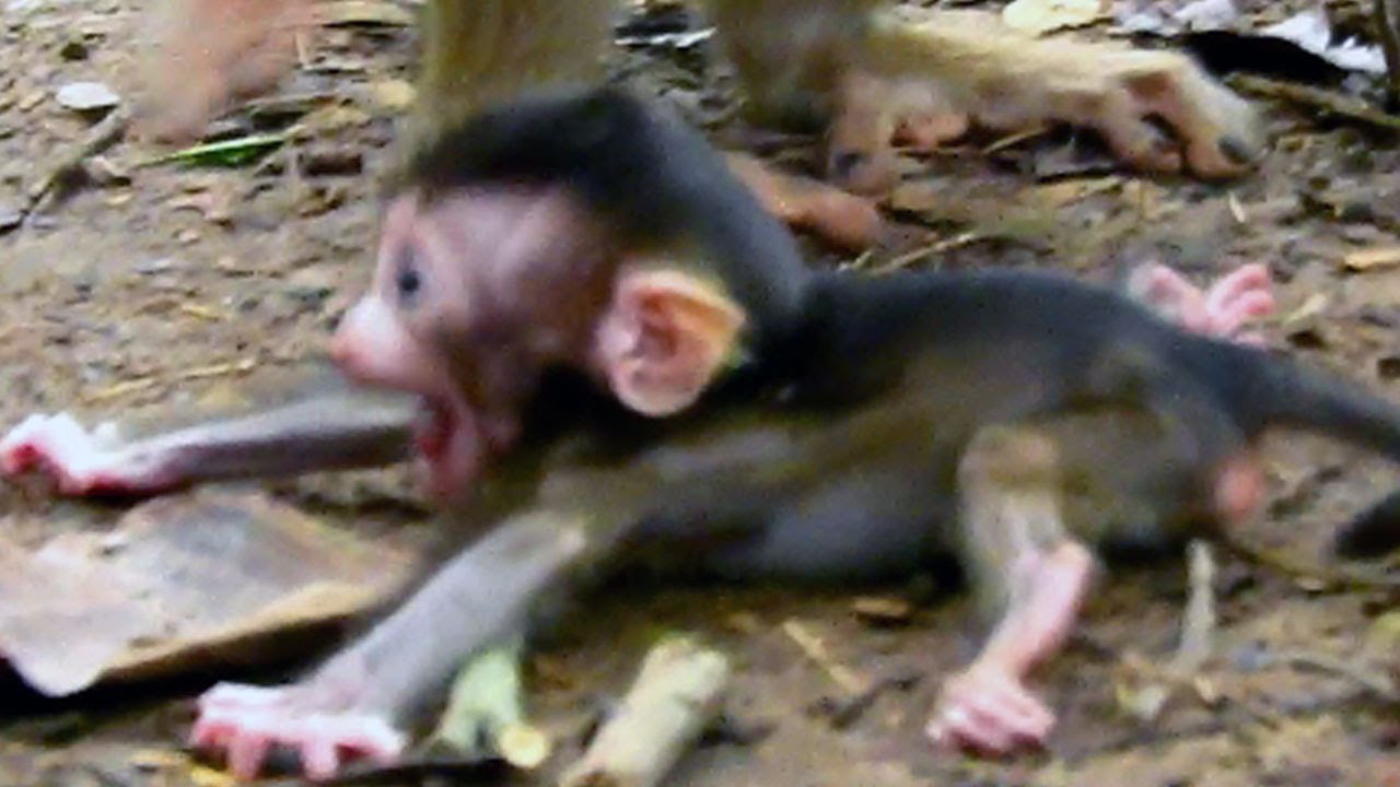 Abandoned newborn baby monkey - YouTube