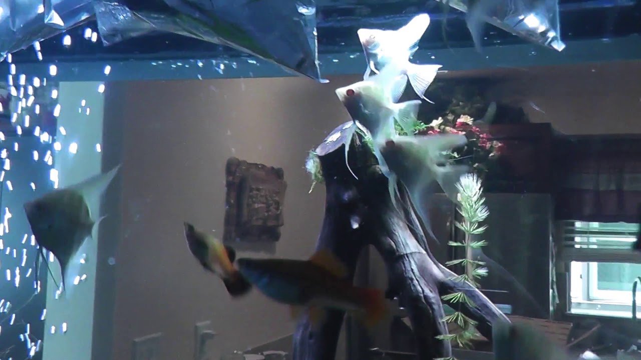 Jak prawidłowo wpuszczać nowe Rybki do Akwarium! Jak dbac on Rybki w ...