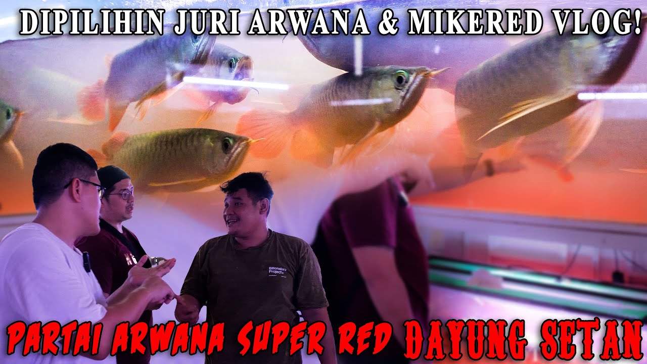 BABY ARO DIPILIH LANGSUNG SAMA @MikeredVlog & JURI KELAS XS? PARTAI ARWNAA SUPER RED DAYUNG ...