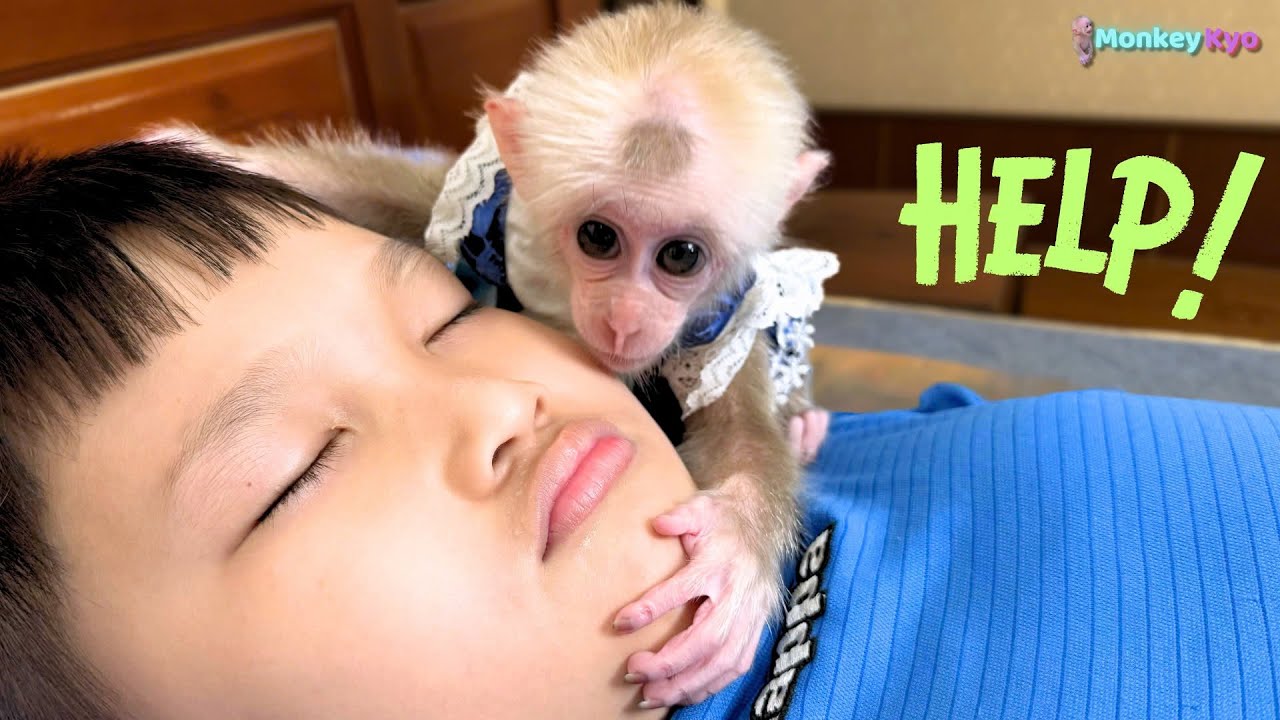 A fun and loving morning for Kyo the monkey family! - YouTube