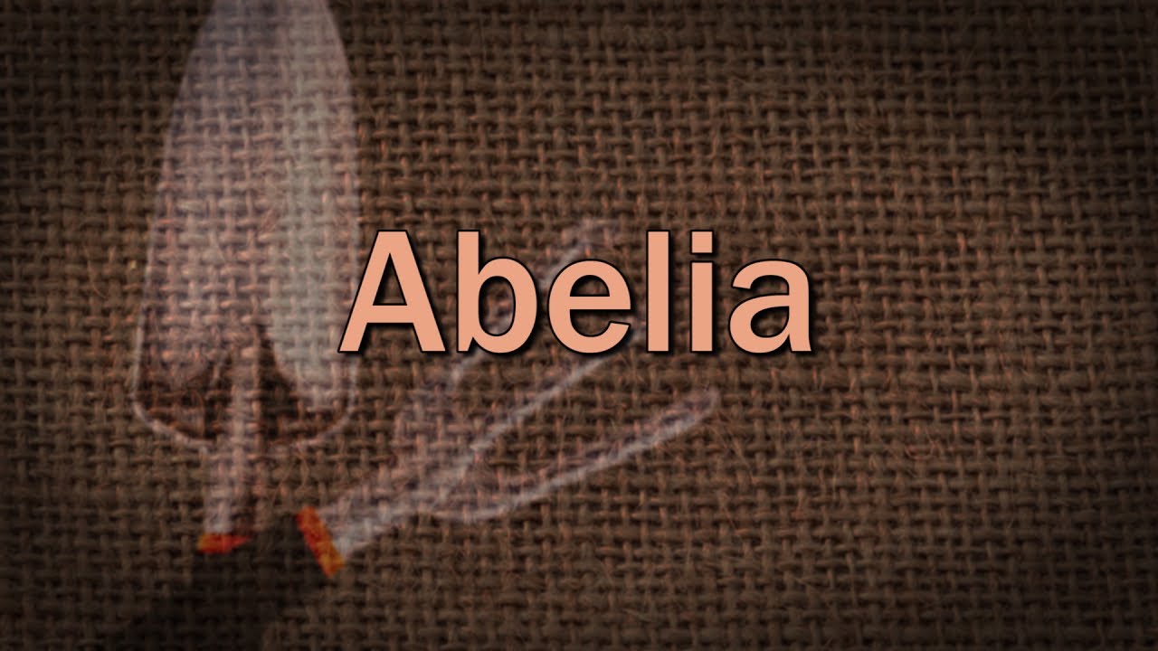 Abelia – Family Plot - YouTube