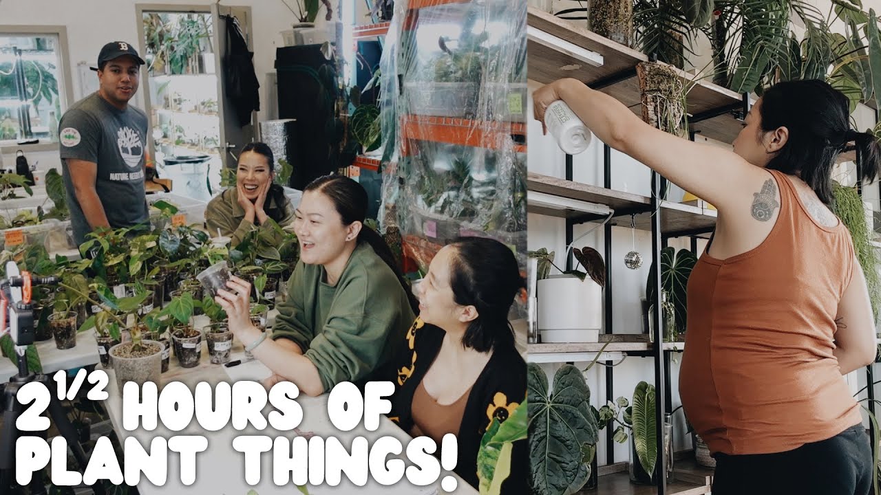 a week of plant things #25 pt.1 - IG live sale, work at a plant shop ...