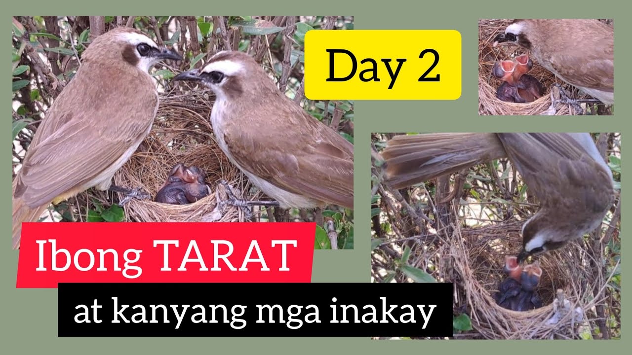 Day 2 IBONG TARAT #trending #viral #enjoy #asmr #birds #birdbaby # ...