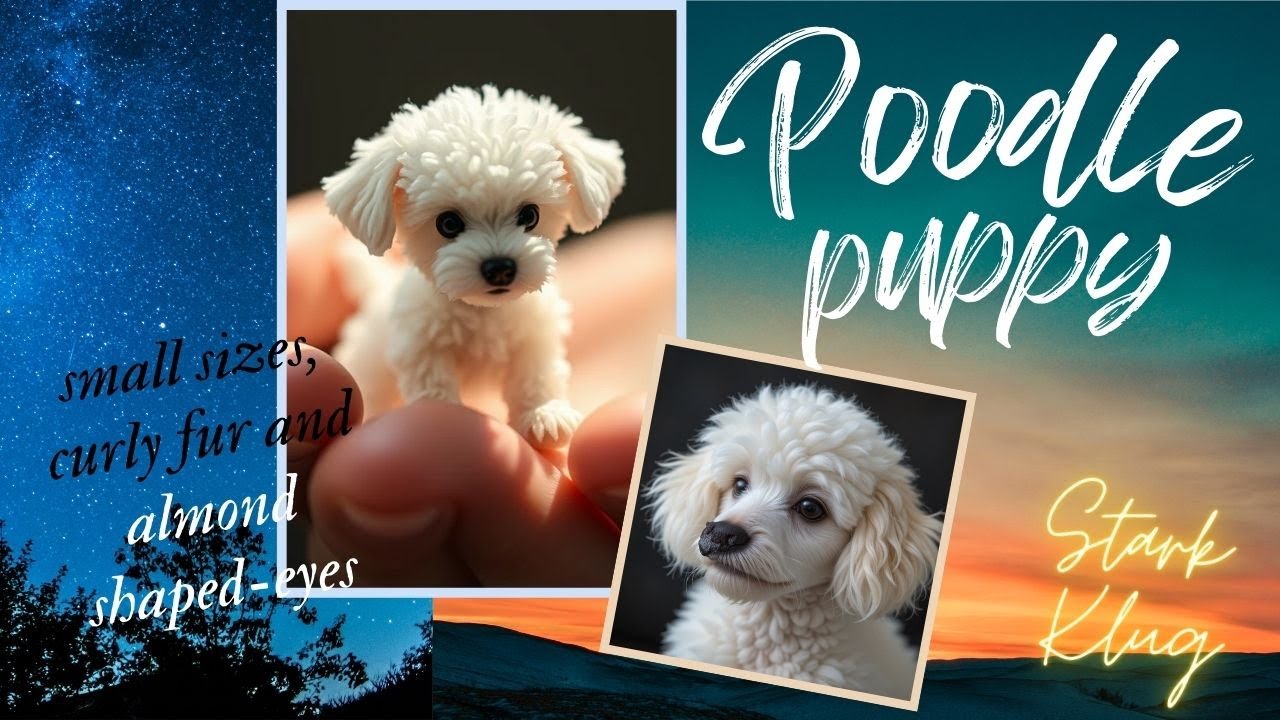 Cutest Poodle Puppy Ever! 🐶 Fluffy and Adorable! - YouTube