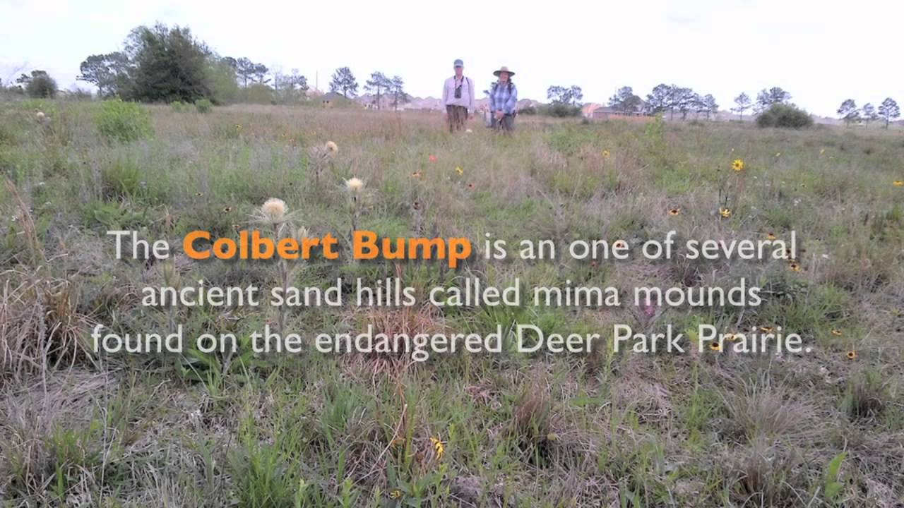 A Colbert Bump for the Deer Park Prairie??? - YouTube