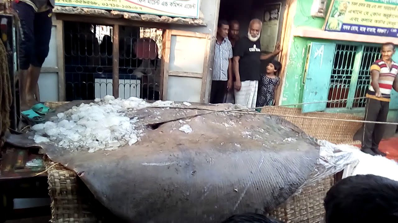 big saplapata fish - YouTube