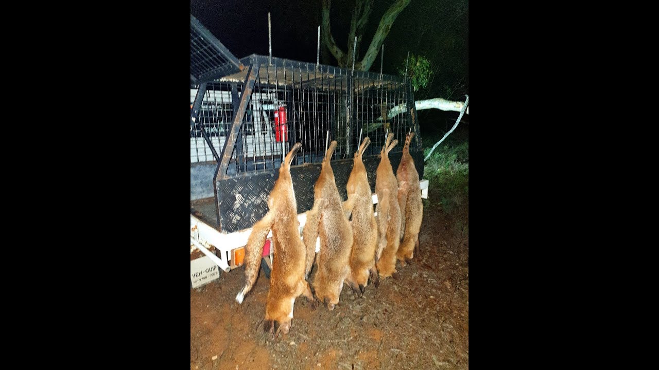 Fox shooting - YouTube