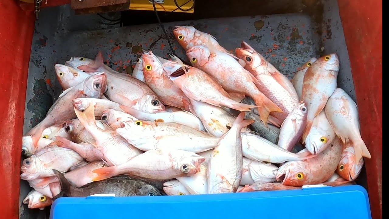 expect the unexpected strong current|| commercial snapper fishing|| # ...