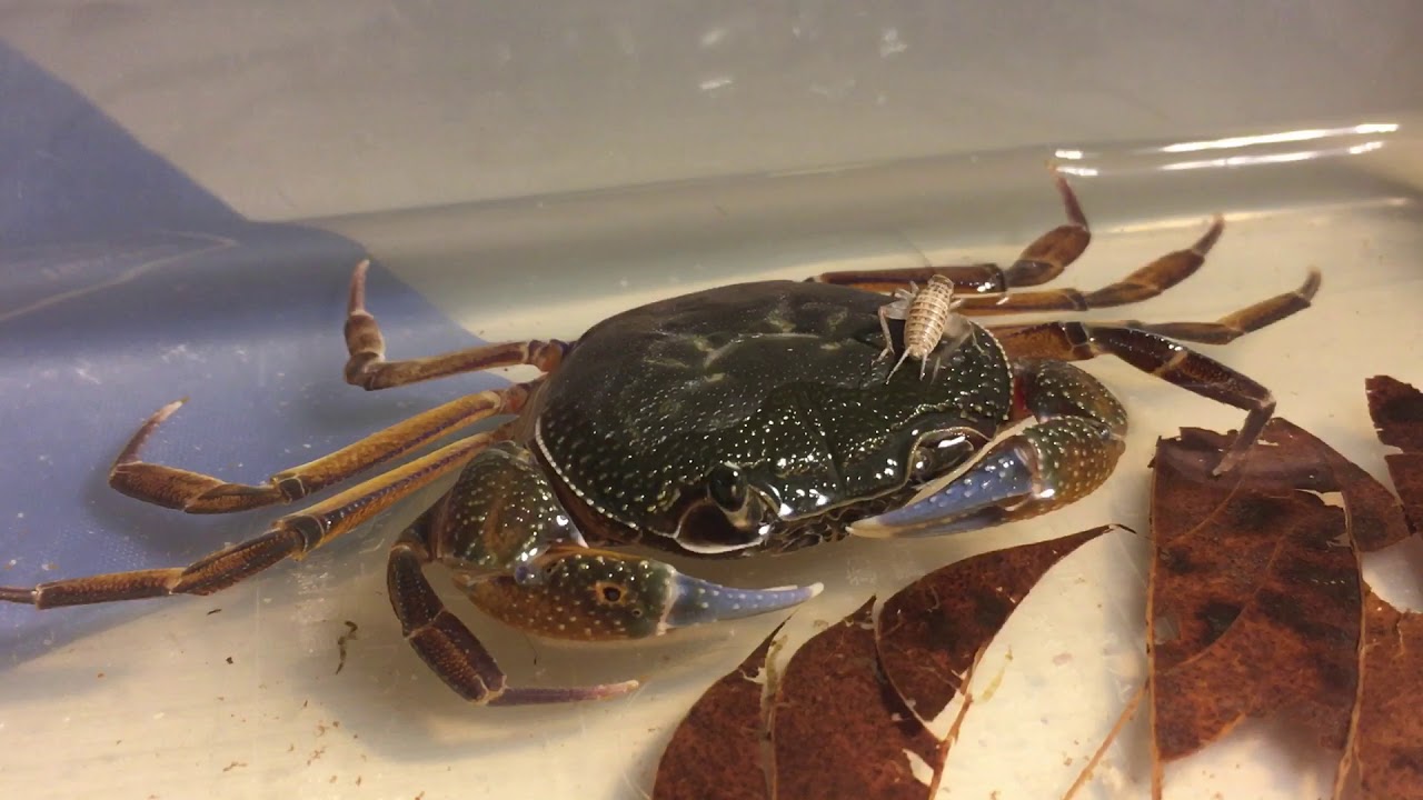 Freshwater crab feeding - YouTube