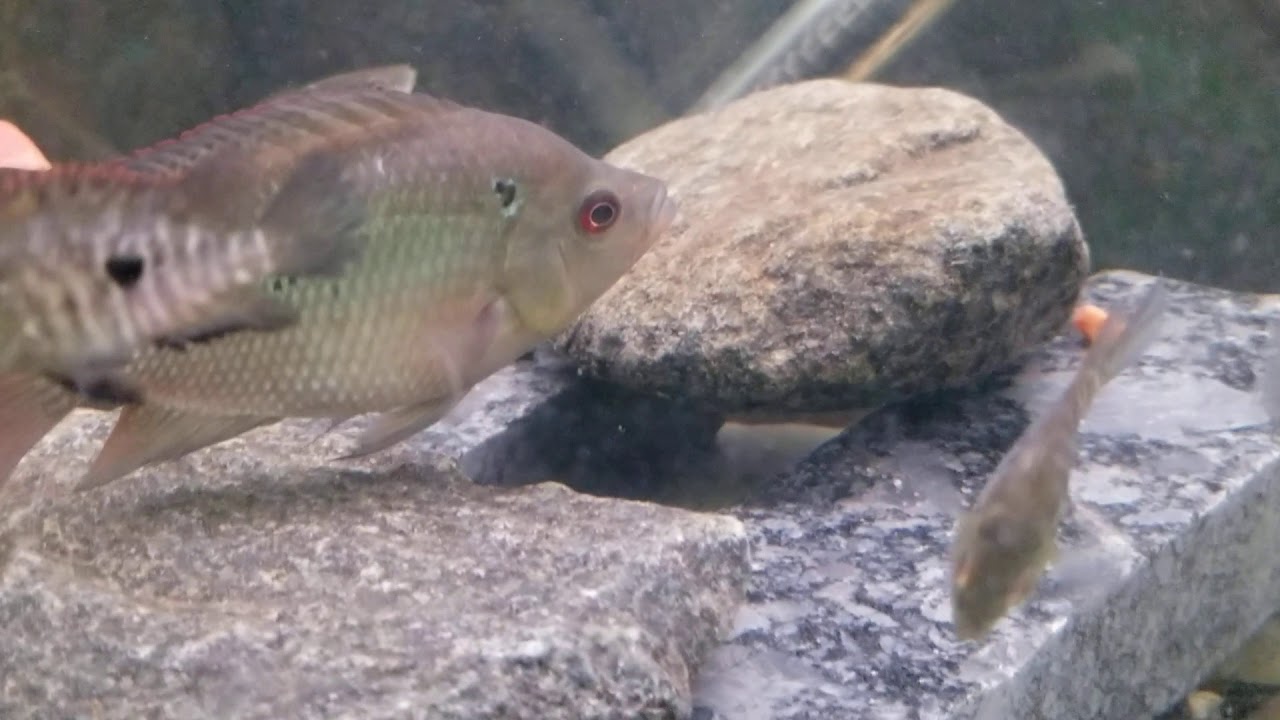 UMBEE GROW OUTS - YouTube