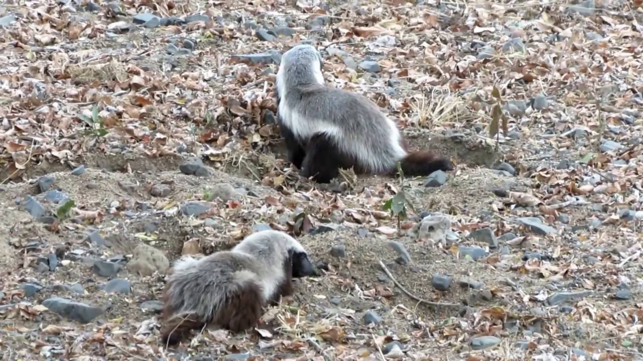 Honey badger mother and cub in Kruger - YouTube