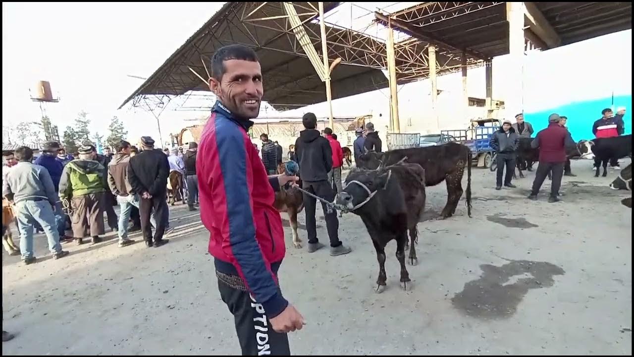 Сешанбебозори райёни Фархор ( Чорвобизнес) нархи Гову мол дар Бахор чи ...