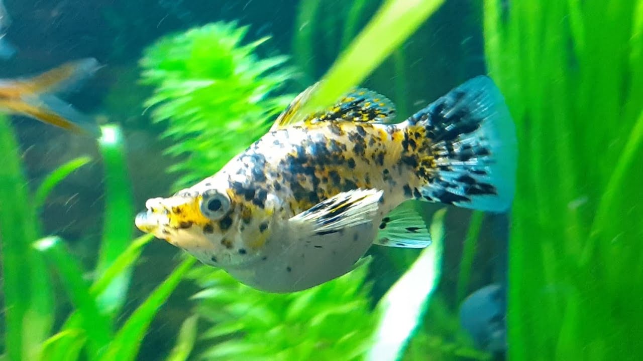 Molinezja balonowa - Molly Balloon (Poecilia latipinna) - YouTube