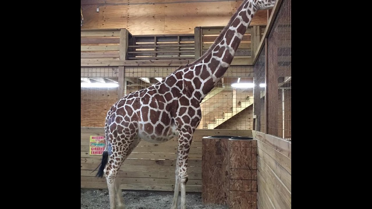 How to Still See April the Giraffe Give Birth at Animal Adventure Park ...