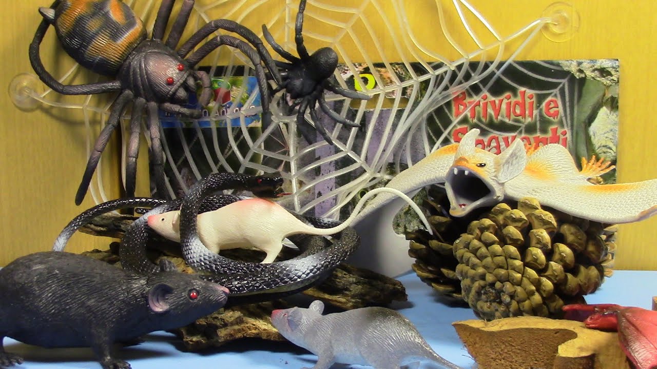 The animals of night - bats, rats, spider, owl - YouTube