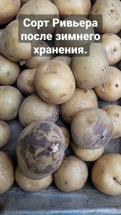 Сорт картофеля Ривьера после зимнего хранения. - YouTube