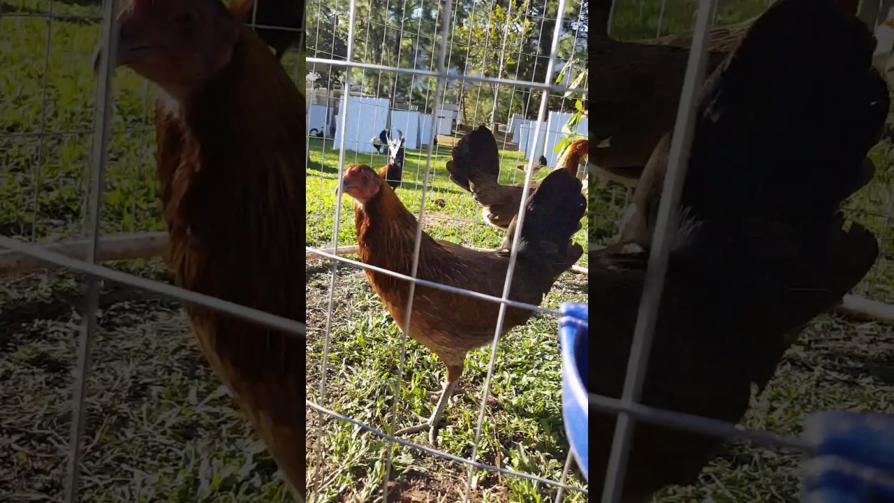 Gene Batia Penny Hatch de Jorge Bonilla. - YouTube