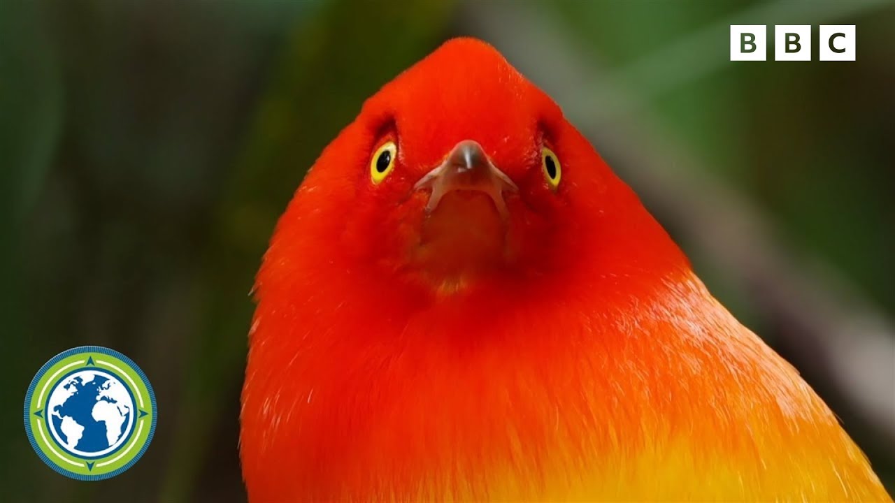 Bower Birds Boogie | Andy's Safari Adventures | Andy's Amazing ...