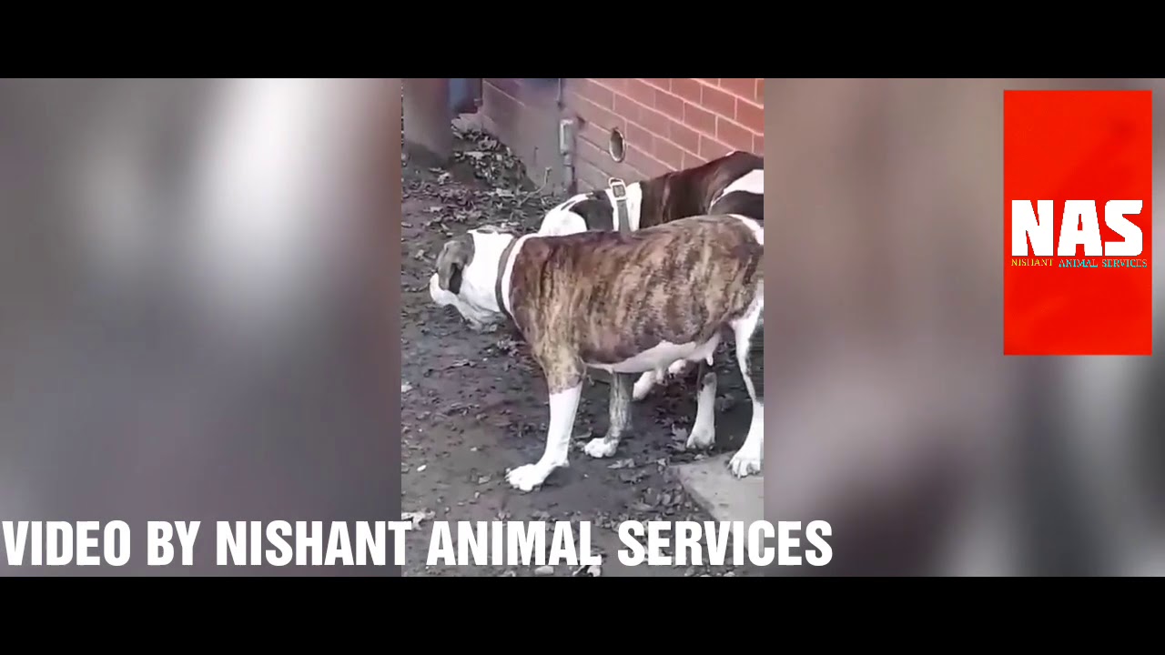 Pitbull Mating In India | Pure Pitbull Breeding In Farm | Top Quality ...