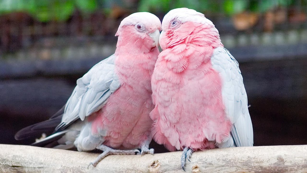 Fascinating Parrot Species and Their Unique Characteristics - YouTube