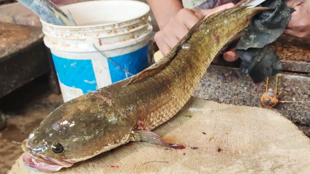 Giant Sola Fish Cutting | Amazing Sola Fish Cutting Skills In Fish ...