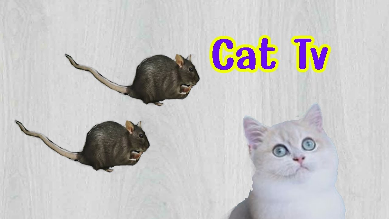 CAT GAMES l Cat game catch the mouse | CAT TV | 10 min. (side view ...
