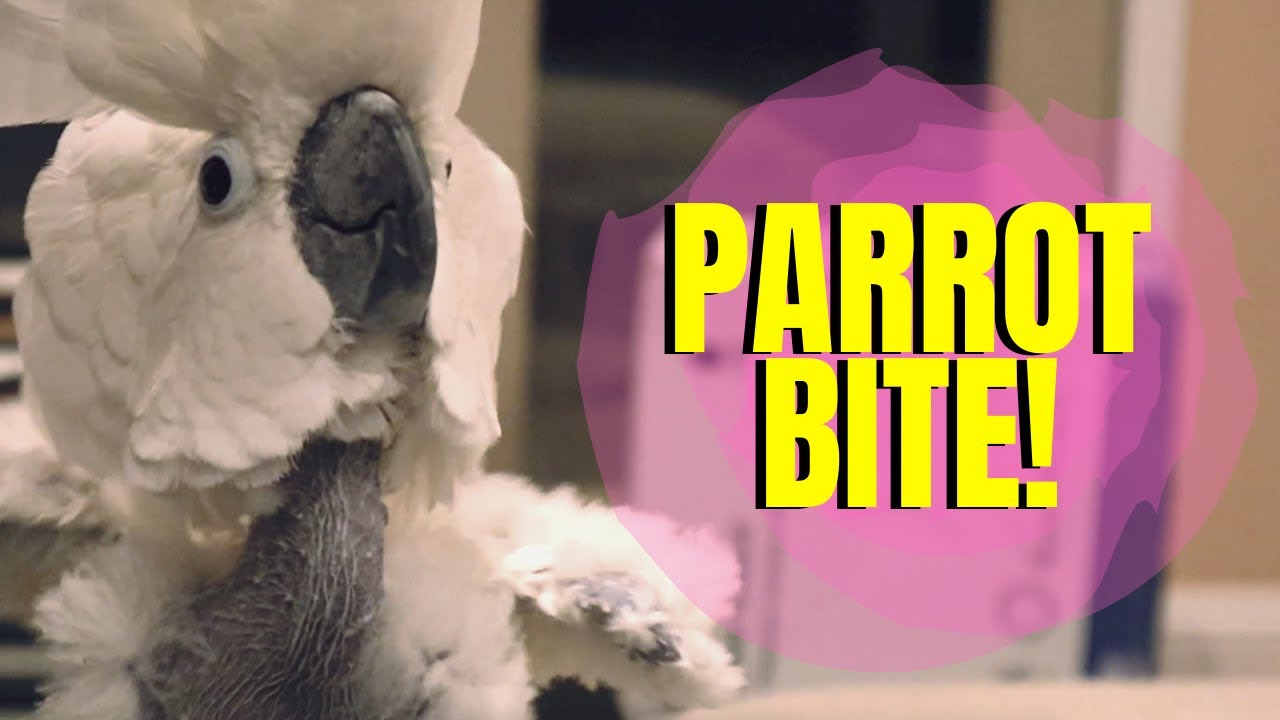 Cockatoo Bite