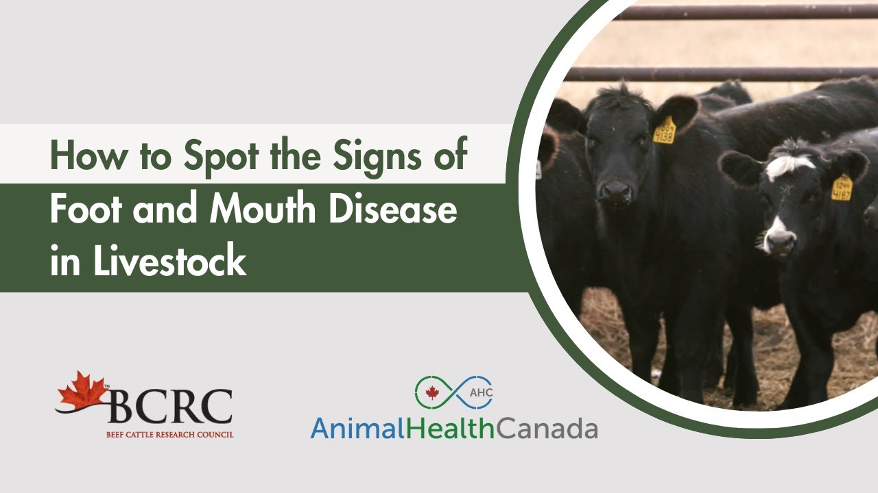 How to spot the signs of Foot and Mouth Disease in livestock - YouTube