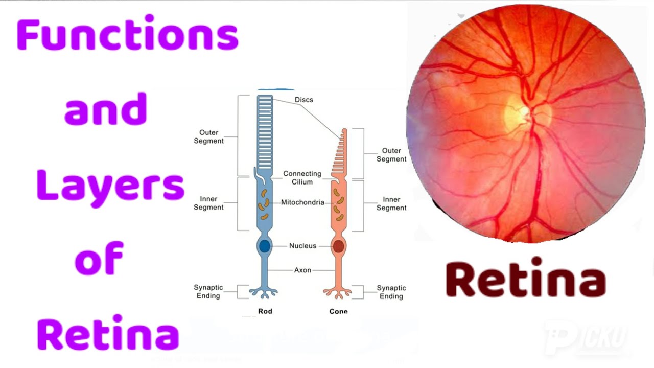 Retina |Layers of Retina | Anatomy and Physiology of Retina | Study ...