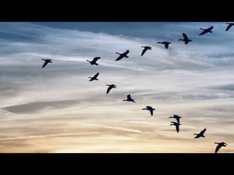 zeng ucun mahnilar 2022, zeng ucun musiqi, zng ucun gozel musiqi 2018,zeng ucun melodiyalar, 2022,