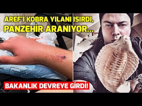 İllüzyonist Aref'i kobra yılanı ısırdı