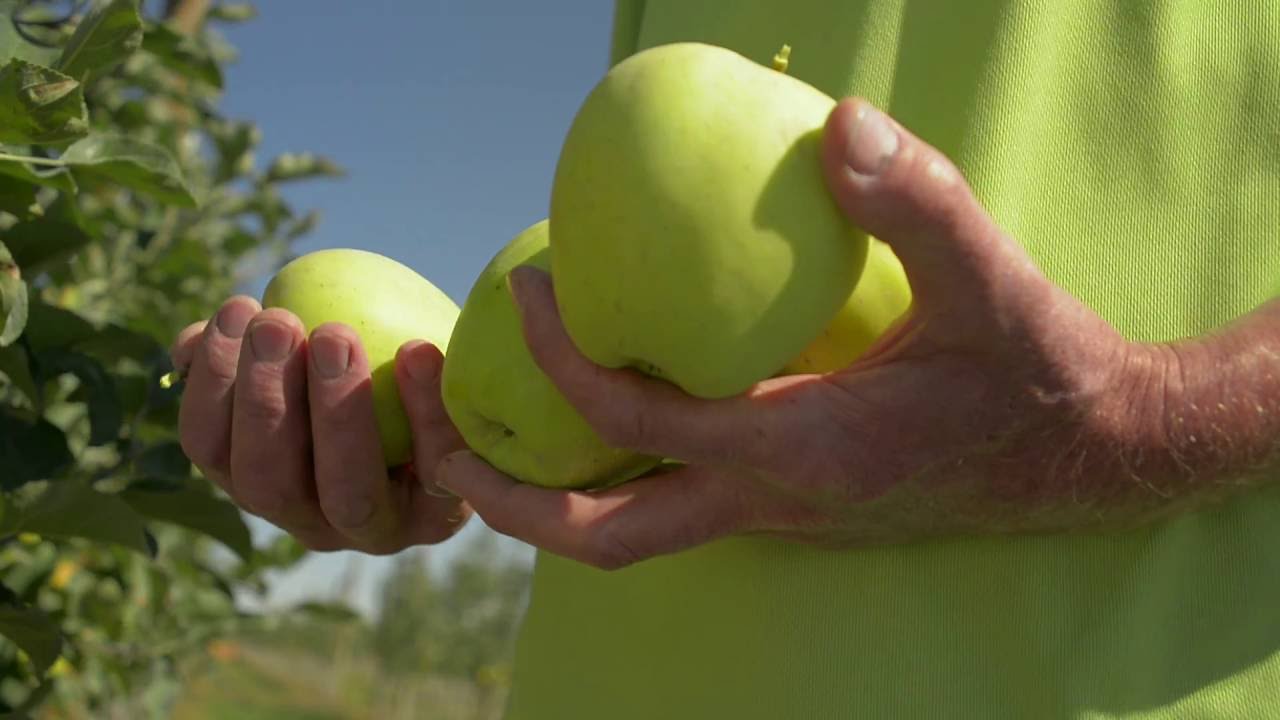 The First Non-Browning GMO Apples Slated to Hit Shelves Next Month