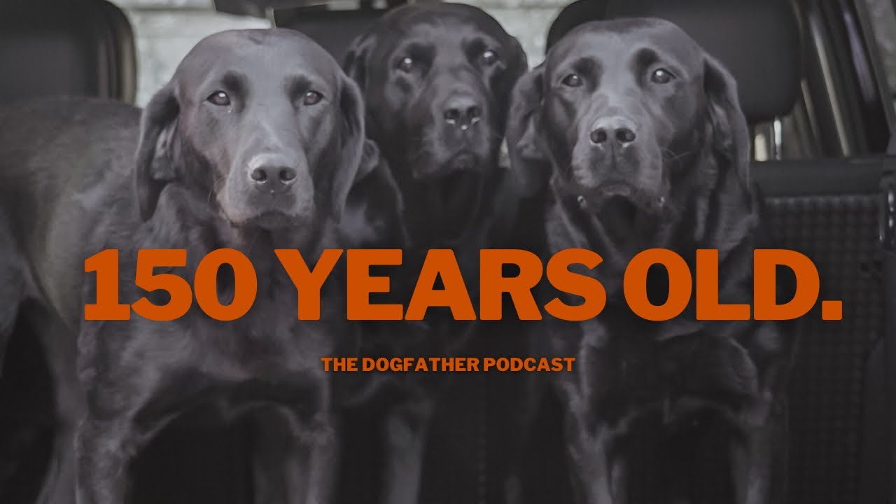 This Family Have The Oldest Line Of Labradors In The World: 150 Years ...