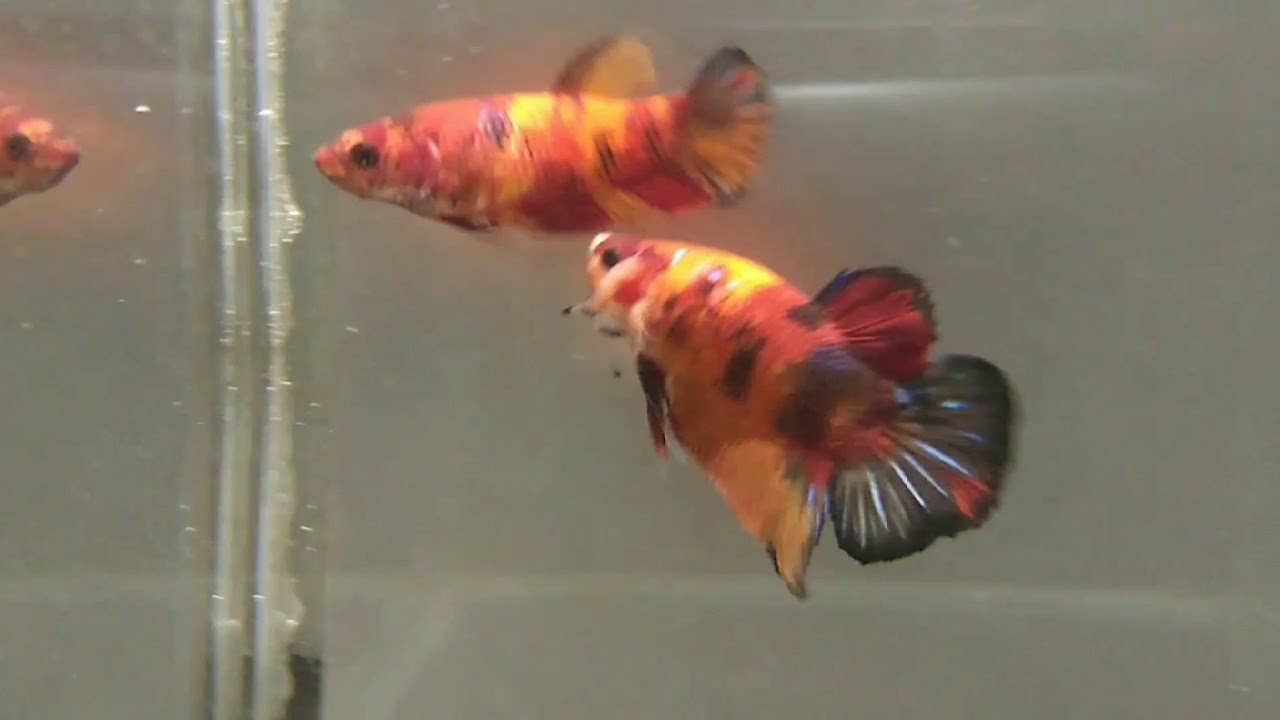 Tri colour fins Nemo Candy Betta fish Breeding pair Winner announced ...
