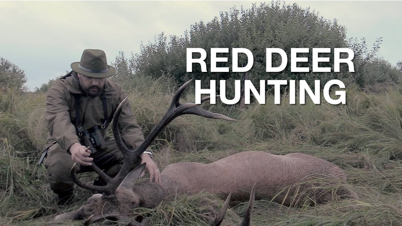 RED STAG HUNTING IN POLAND / KRONHJORTSJAKT I POLEN - YouTube