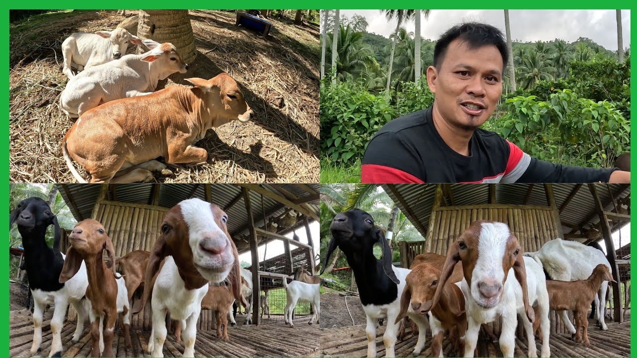 MAY KAPALIT NA AGAD SI TORO AT BOER..BAGONG LABAS PATI AKO NAHIRAPAN ...