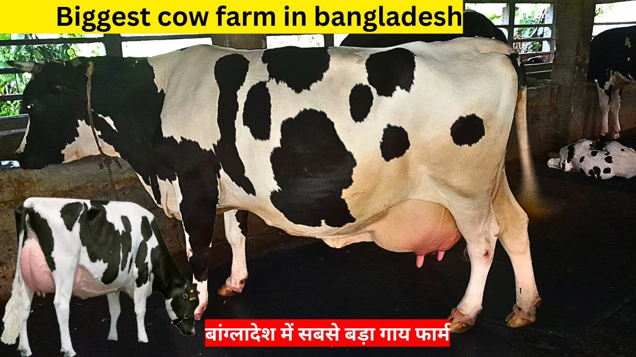 Big Cow Farm in Bangladesh - Al Madina Farm - Big Big Cow - Village ...