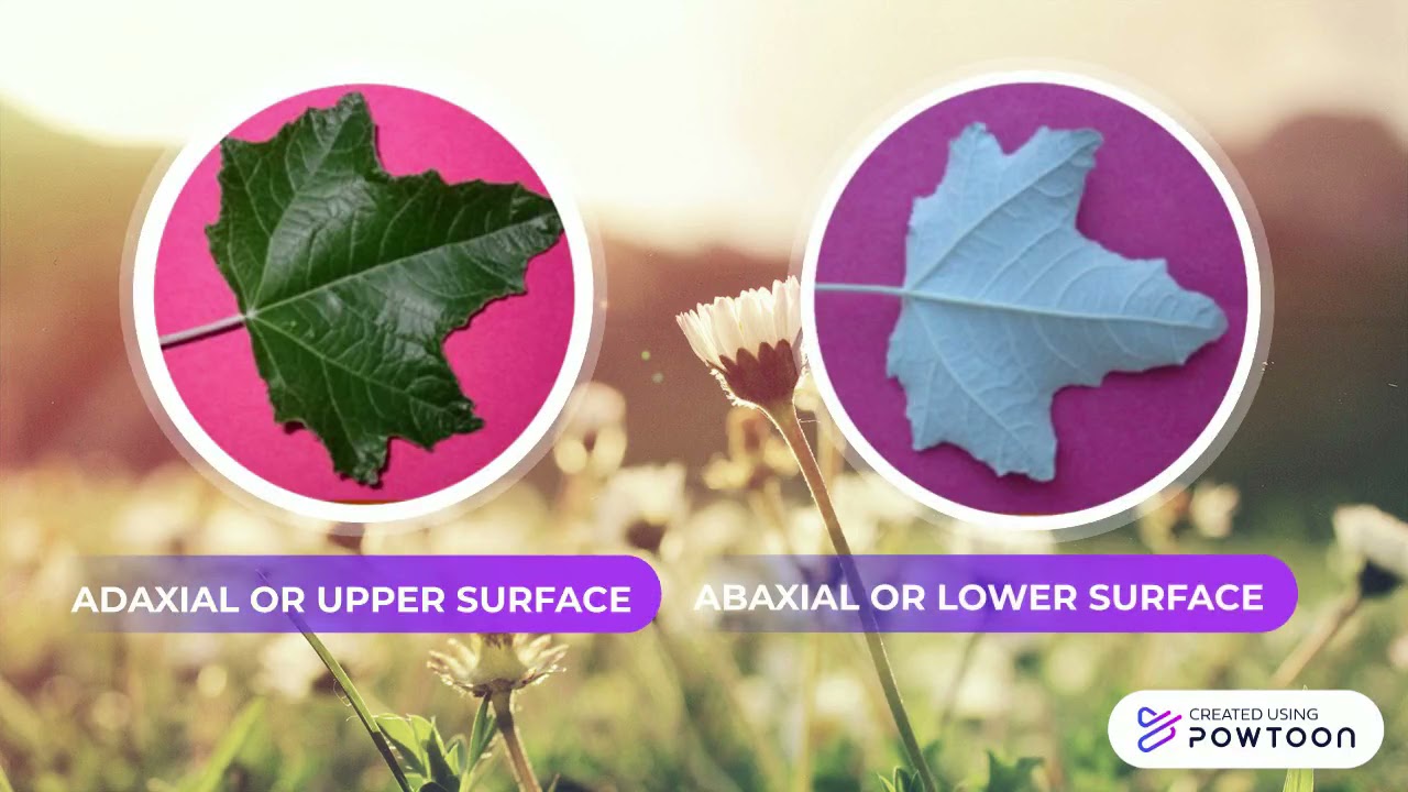 POSITION OF LEAF ORIENTATION - YouTube