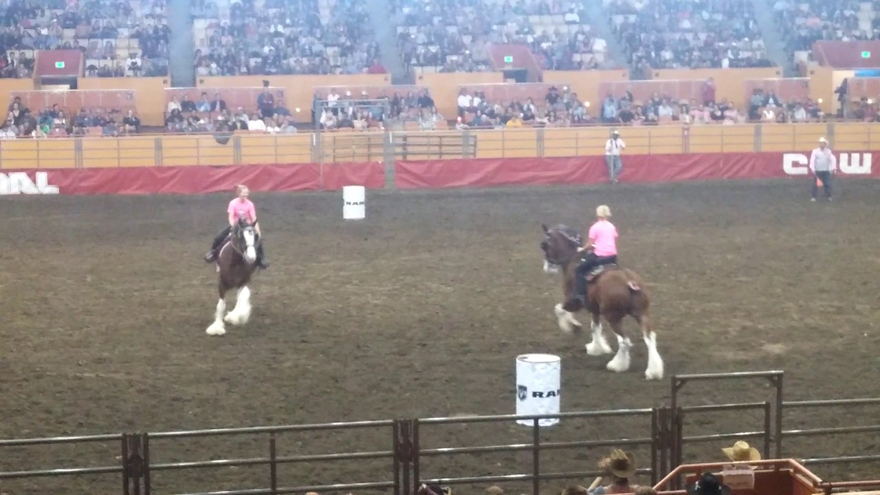 Clydesdales doing barrel racing in Cow Palace Rode, Brisbane ...