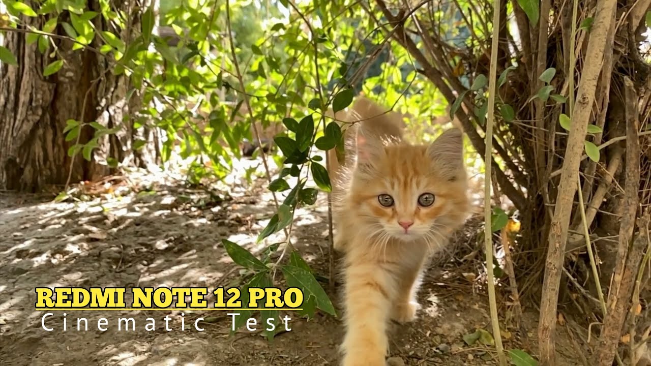 REDMI Note 12 Pro 5G camera test , cinematic video test , camera review ...