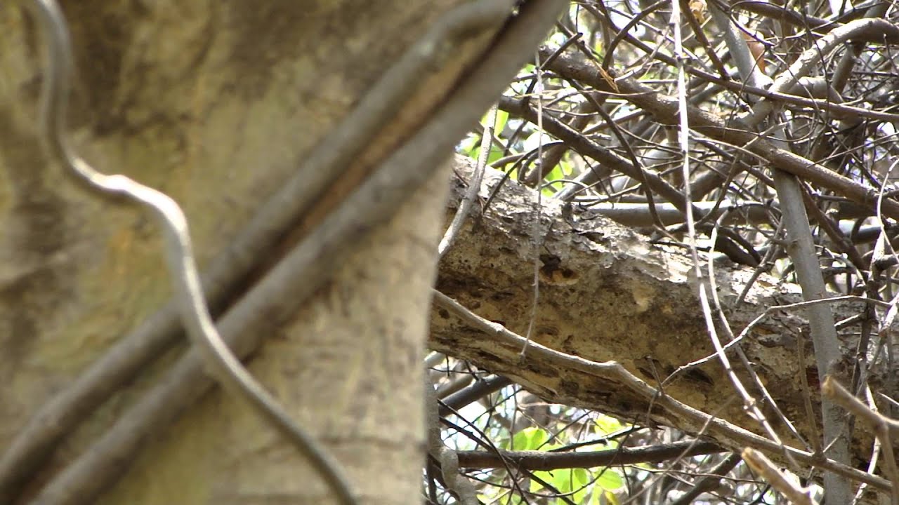 Key Symptoms: Excoriating Leucorrhoea. © Pankaj Oudhia - YouTube